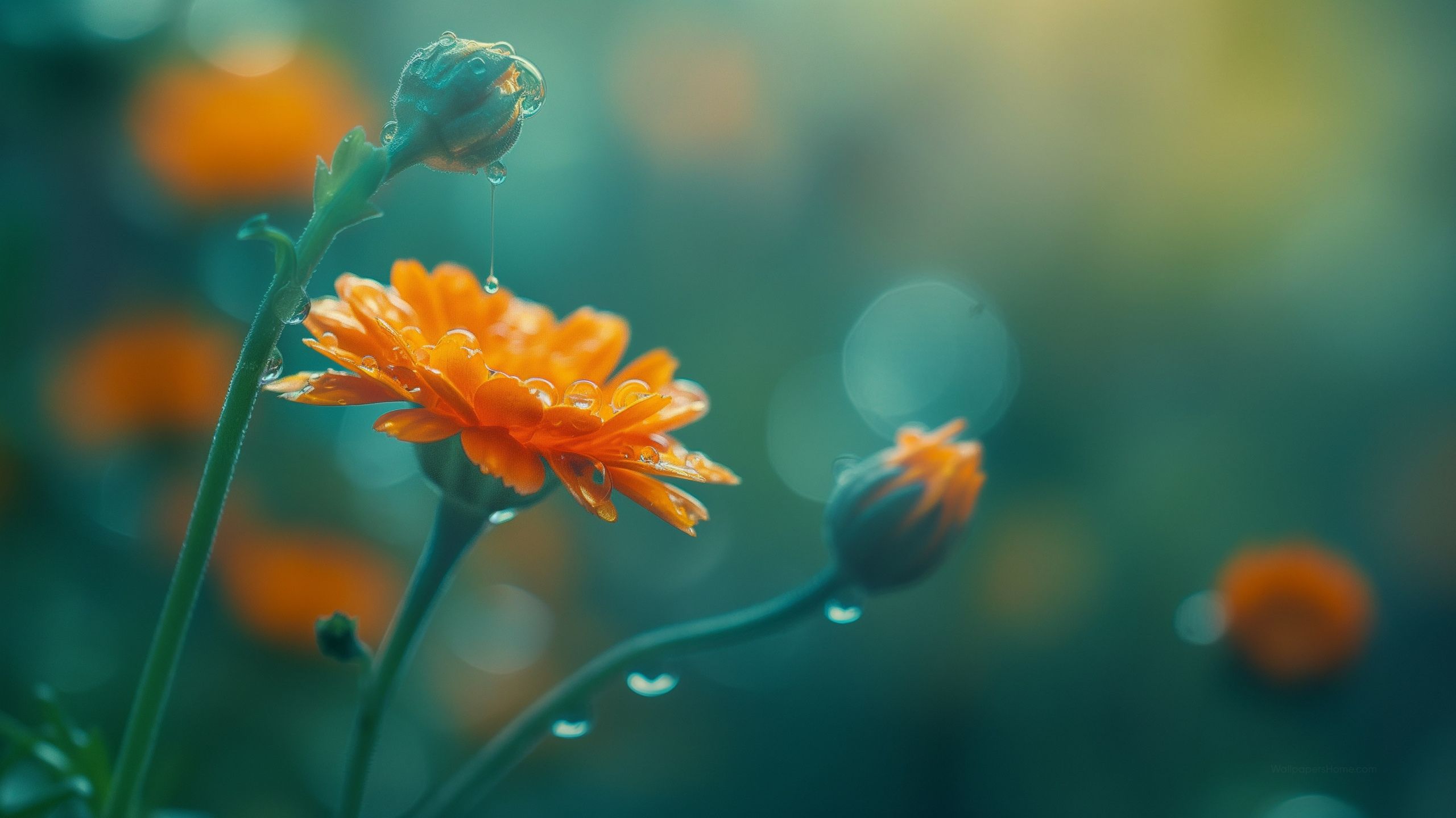 Calendula Wallpapers - Top Free Calendula Backgrounds - WallpaperAccess
