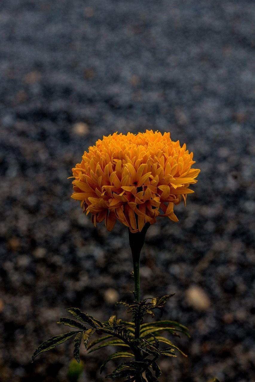 Calendula Wallpapers - Top Free Calendula Backgrounds - WallpaperAccess