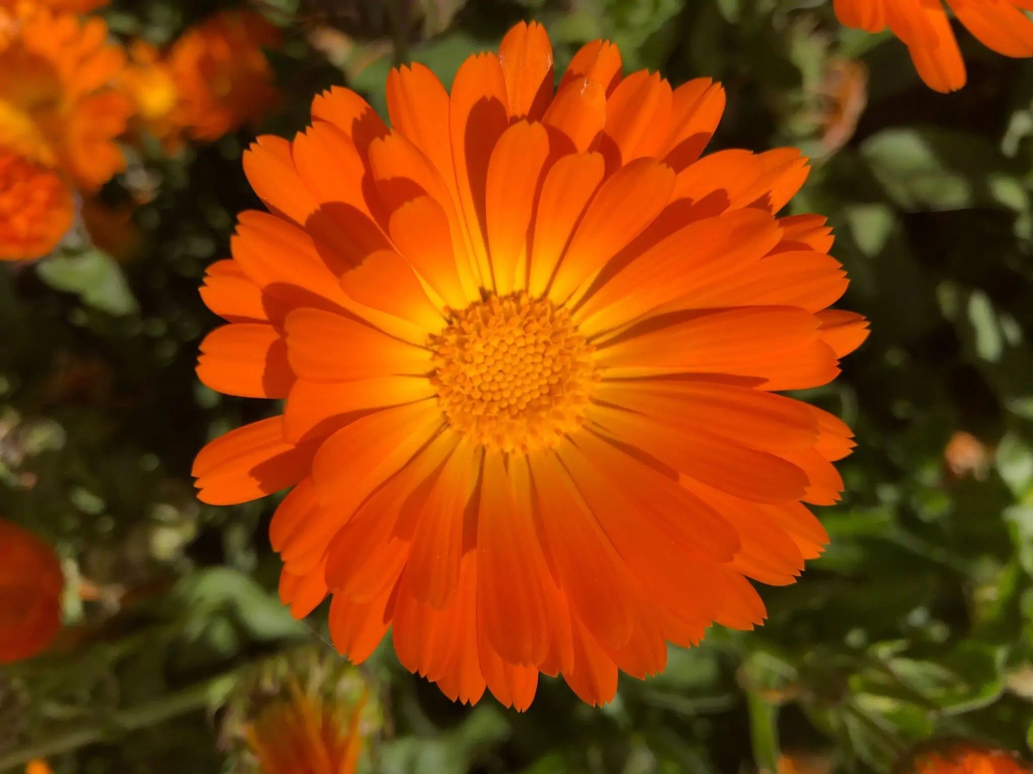 Calendula Wallpapers - Top Free Calendula Backgrounds - WallpaperAccess