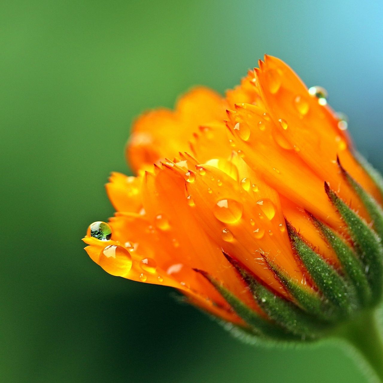 Calendula Wallpapers - Top Free Calendula Backgrounds - WallpaperAccess