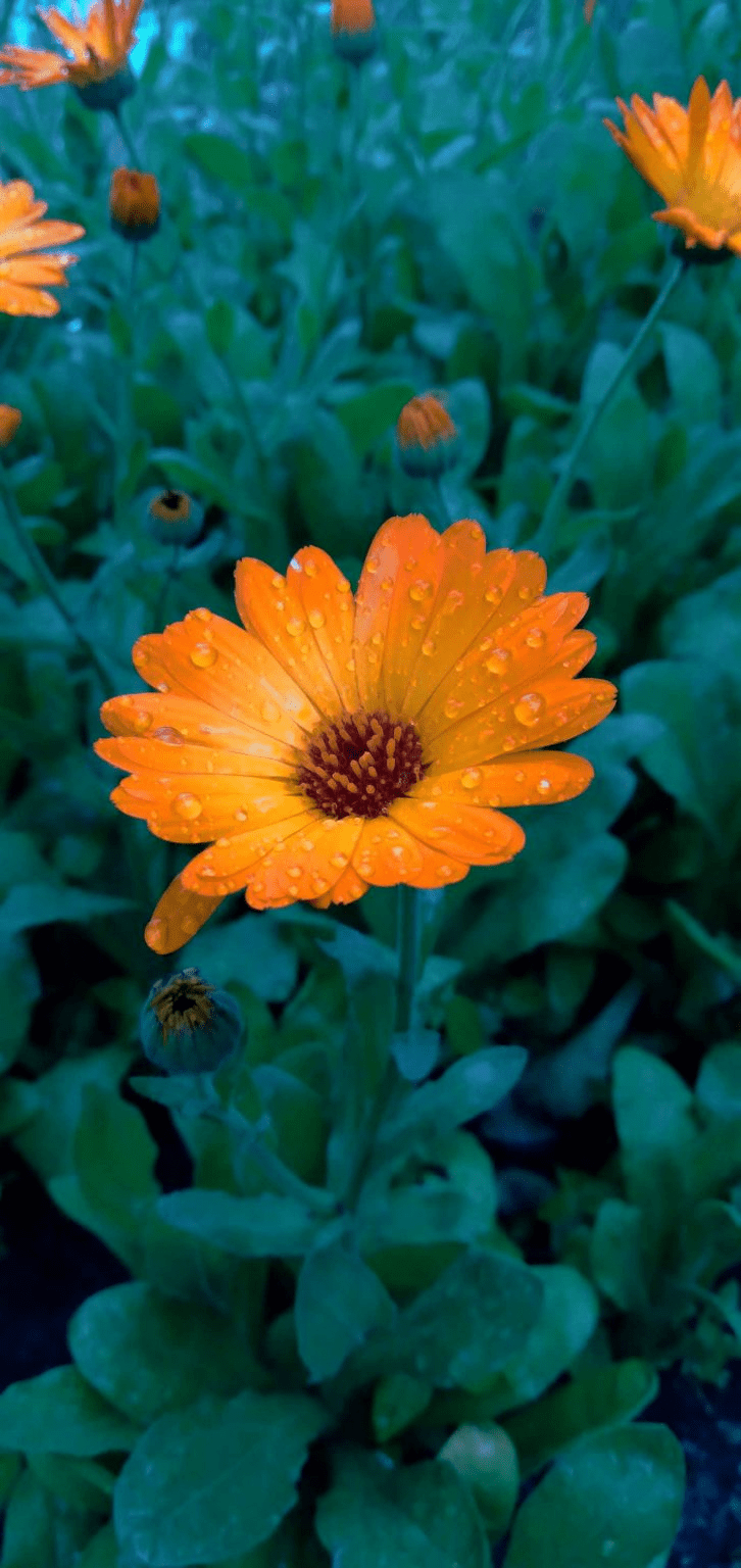 Calendula Wallpapers - Top Free Calendula Backgrounds - WallpaperAccess