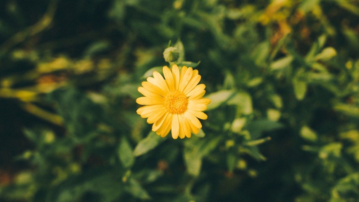 Calendula Wallpapers - Top Free Calendula Backgrounds - WallpaperAccess