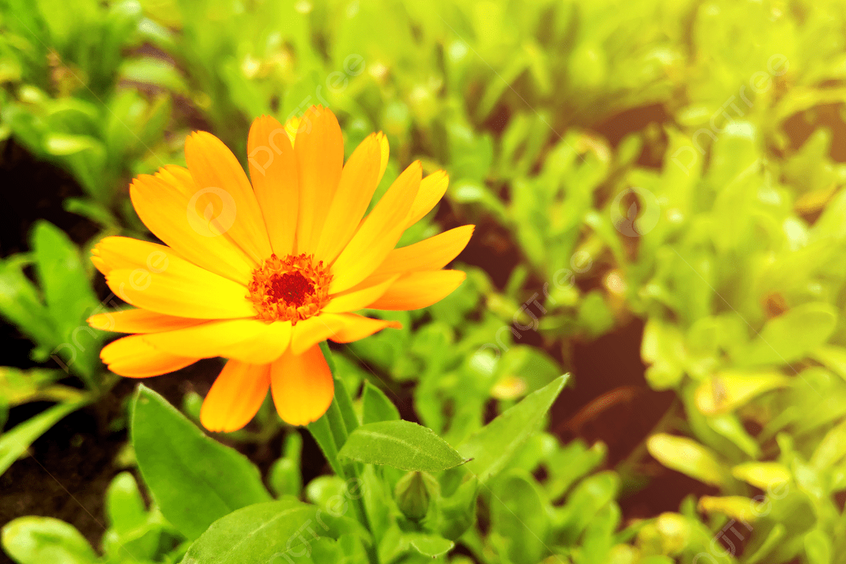 Calendula Wallpapers - Top Free Calendula Backgrounds - WallpaperAccess