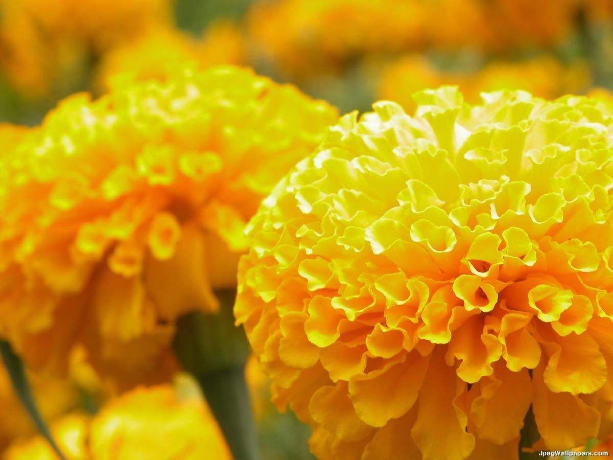Calendula Wallpapers - Top Free Calendula Backgrounds - WallpaperAccess