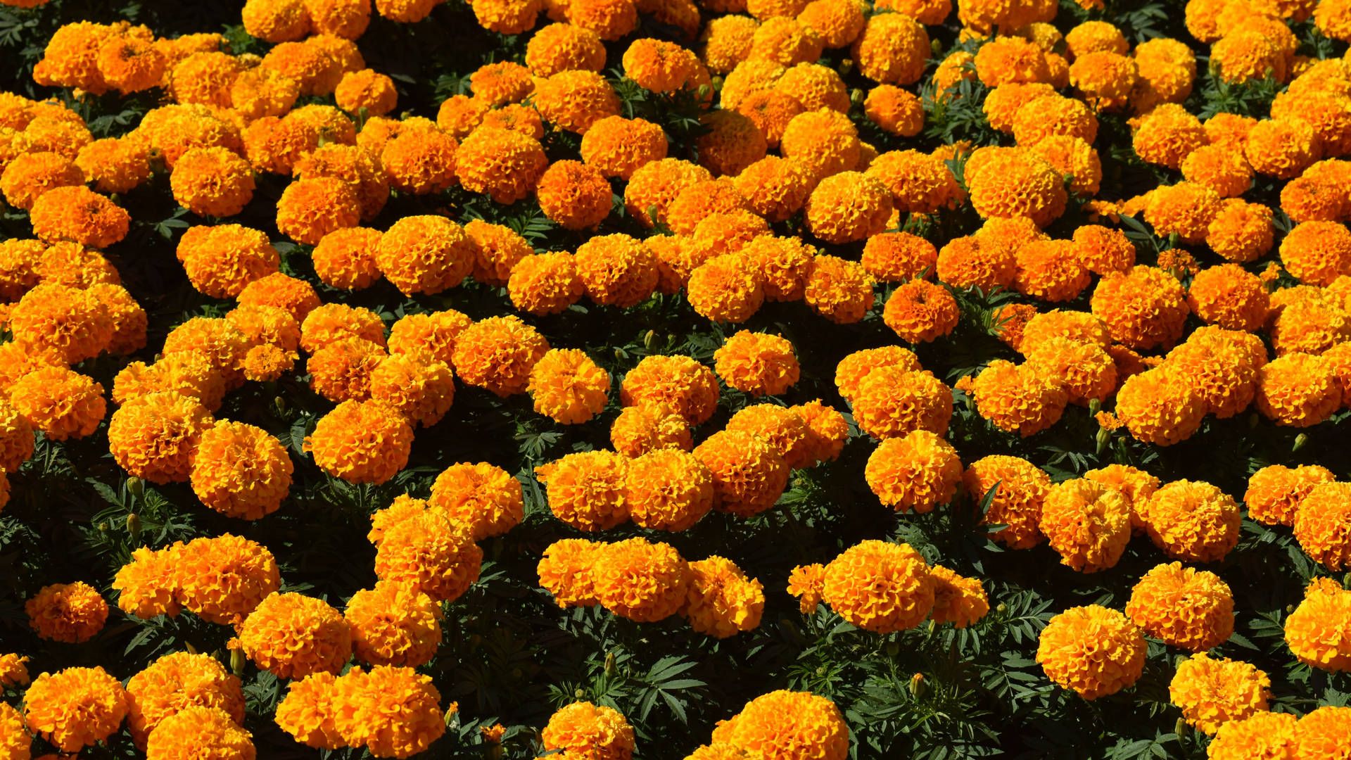 Calendula Wallpapers - Top Free Calendula Backgrounds - WallpaperAccess