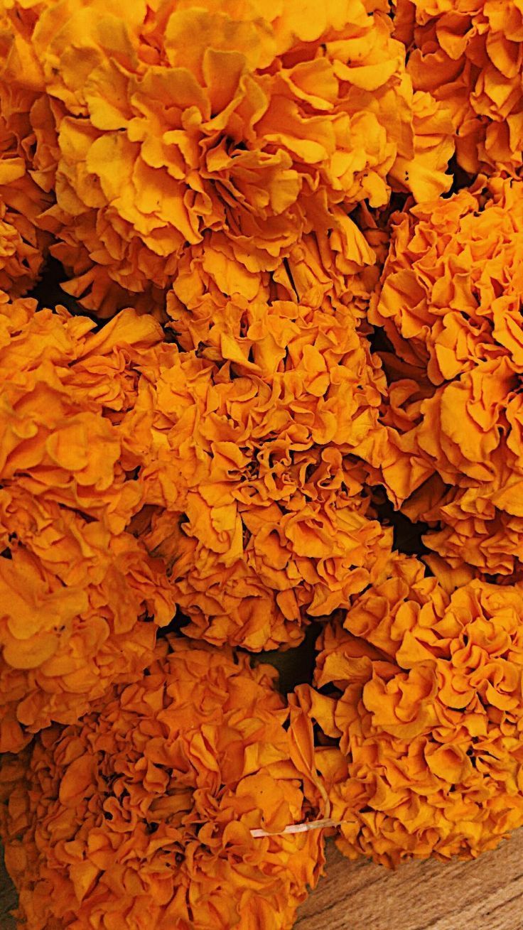 Calendula Wallpapers - Top Free Calendula Backgrounds - WallpaperAccess