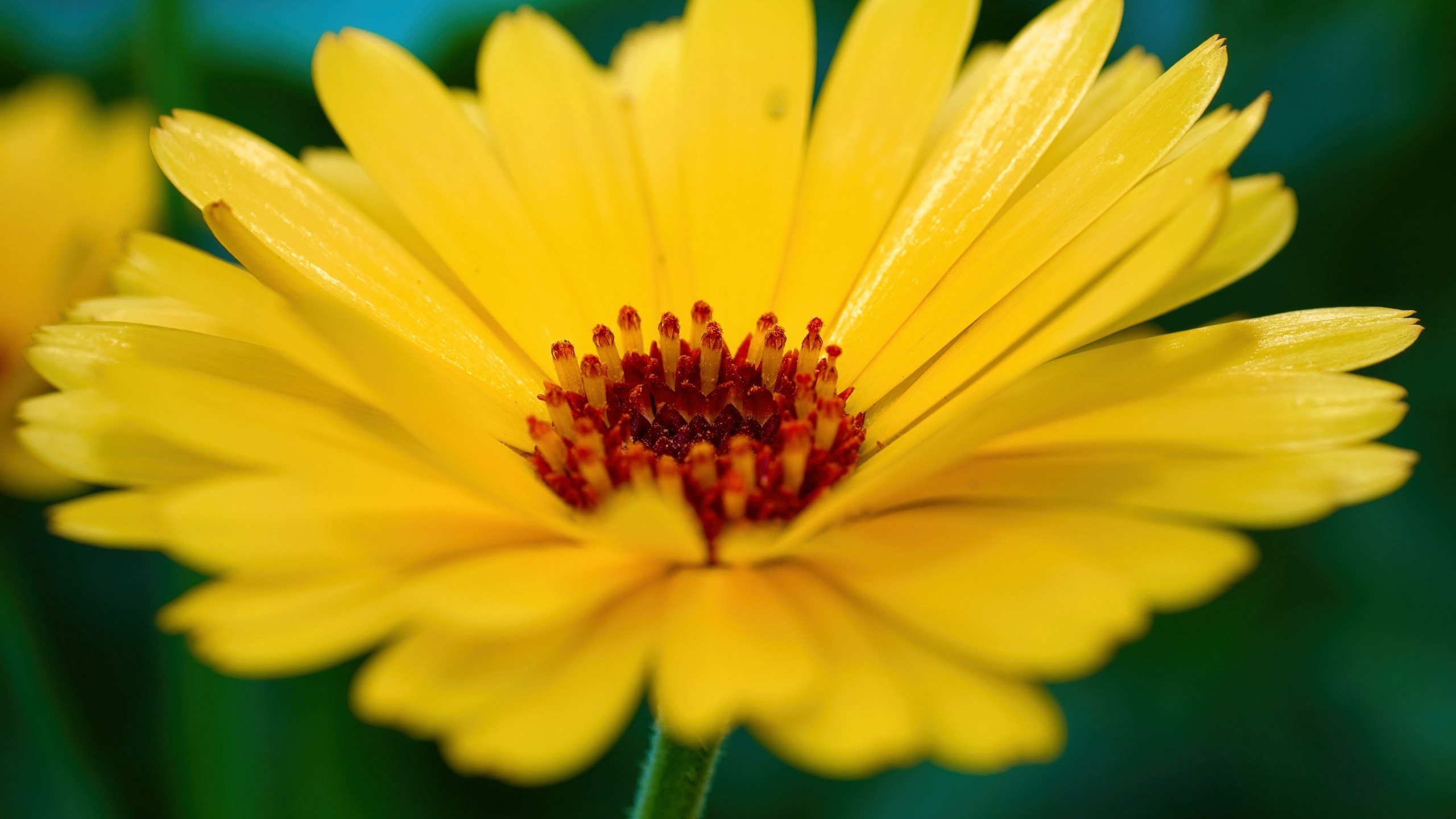Calendula Wallpapers - Top Free Calendula Backgrounds - WallpaperAccess