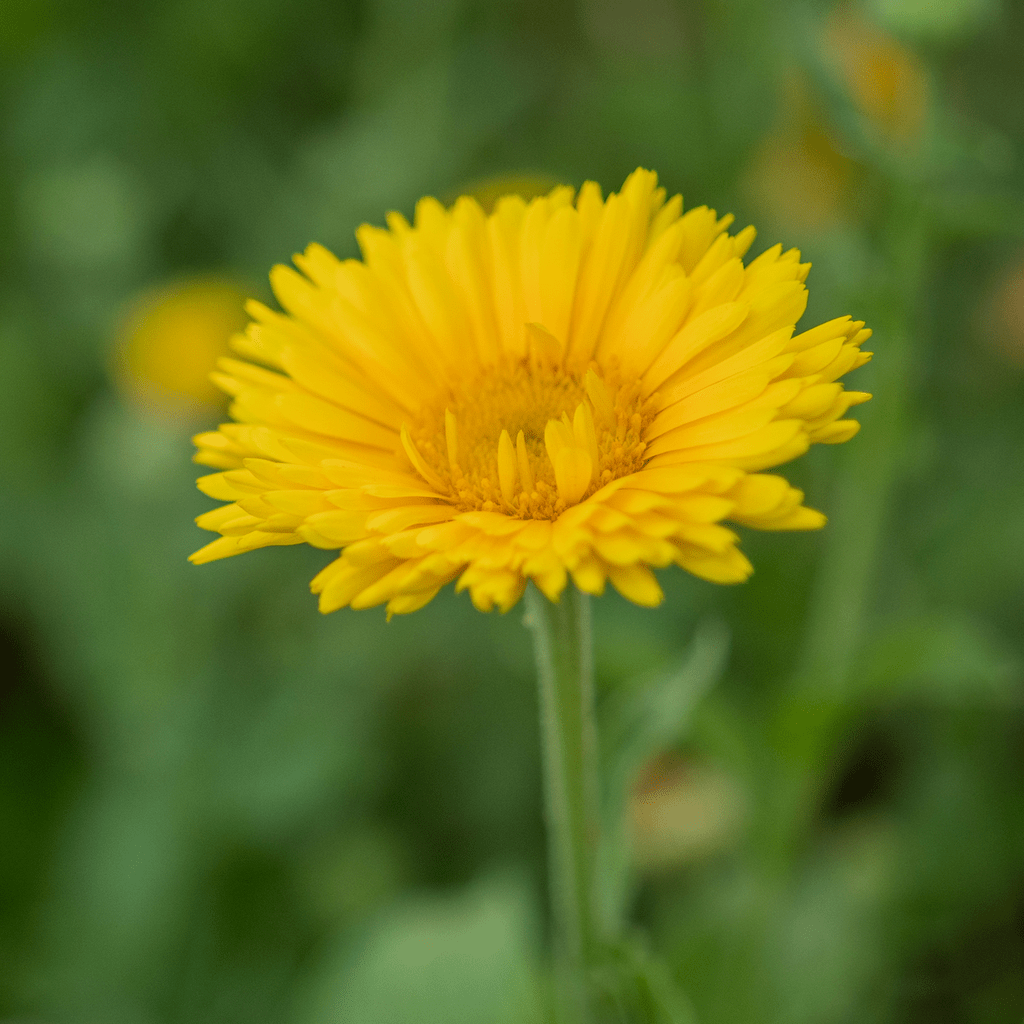 Calendula Wallpapers - Top Free Calendula Backgrounds - WallpaperAccess
