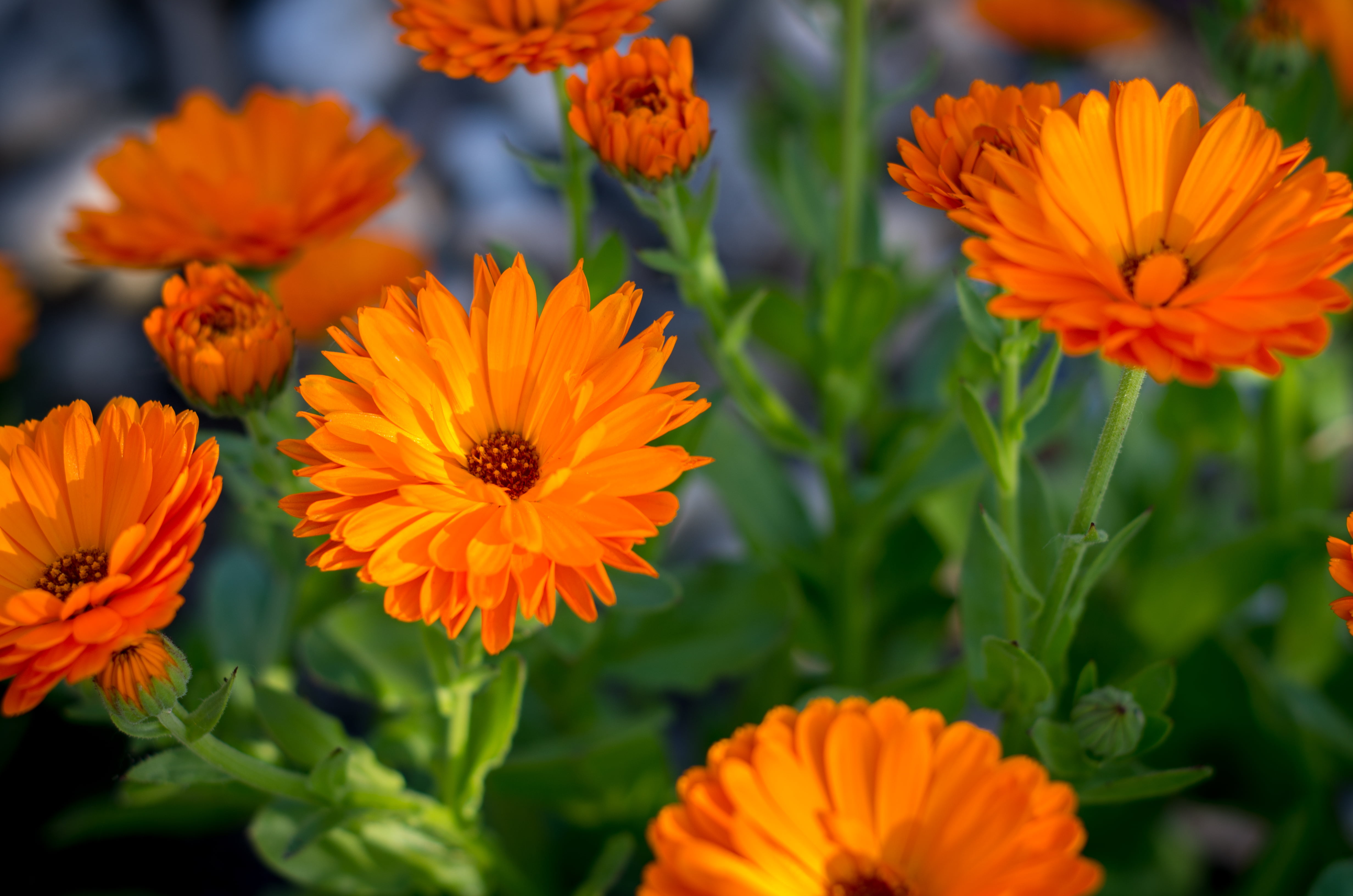 Calendula Wallpapers - Top Free Calendula Backgrounds - WallpaperAccess