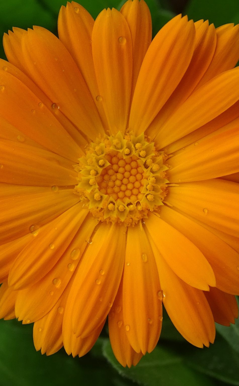 Calendula Wallpapers - Top Free Calendula Backgrounds - WallpaperAccess