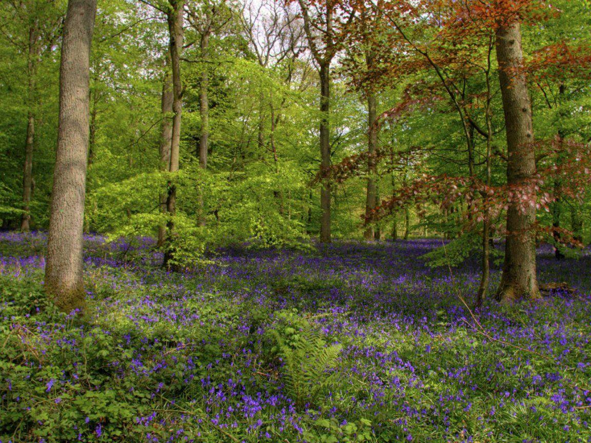 Spring Scenes Wallpapers - Top Free Spring Scenes Backgrounds ...