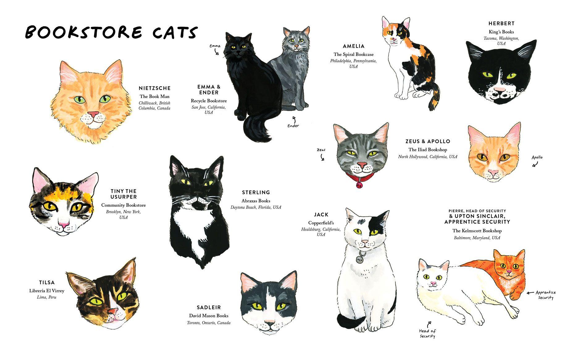 Bibliophile Wallpapers - Top Free Bibliophile Backgrounds - WallpaperAccess