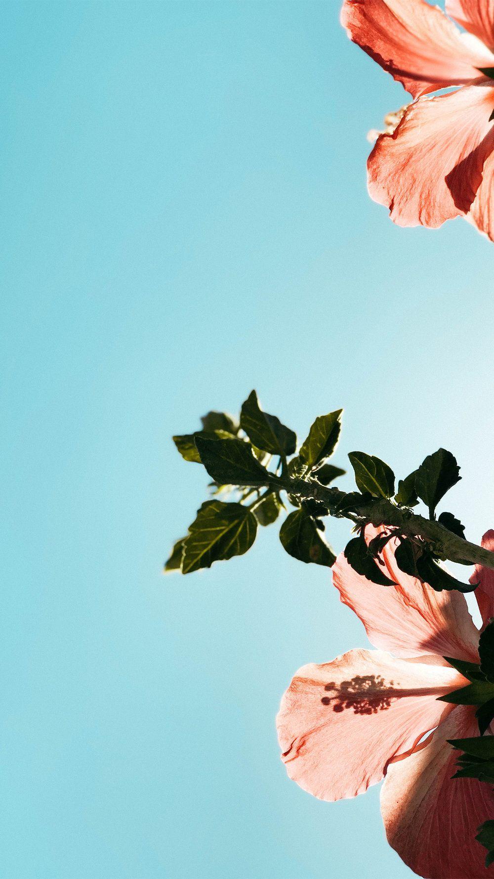 Cute iPhone 6 Plus Wallpapers - Top Free Cute iPhone 6 Plus Backgrounds ...