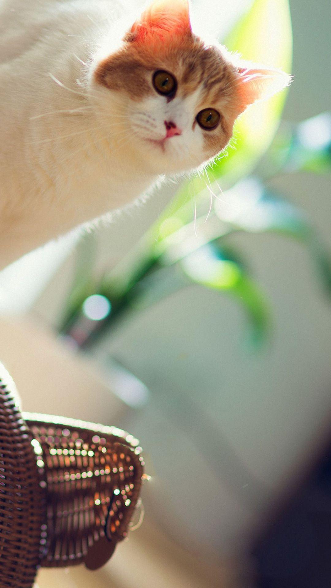 Cute iPhone 6 Plus Wallpapers - Top Free Cute iPhone 6 Plus Backgrounds ...