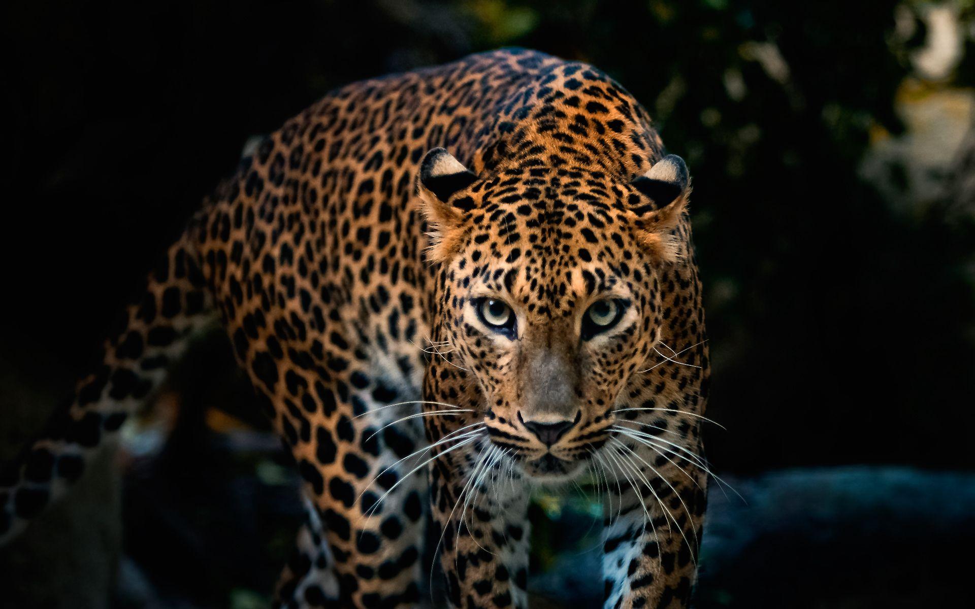 Awesome Leopard Wallpapers - Top Free Awesome Leopard Backgrounds ...