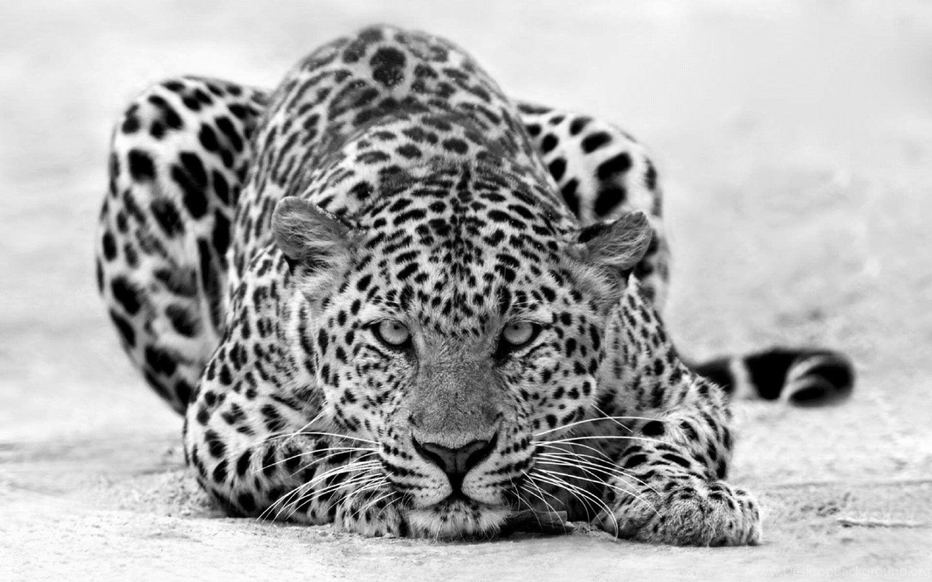 Awesome Leopard Wallpapers - Top Free Awesome Leopard Backgrounds ...
