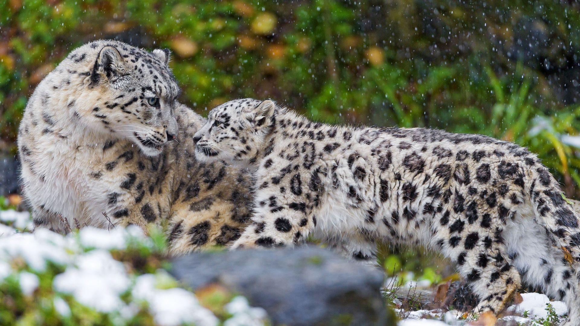 Baby Snow Leopard Wallpapers - Top Free Baby Snow Leopard Backgrounds ...