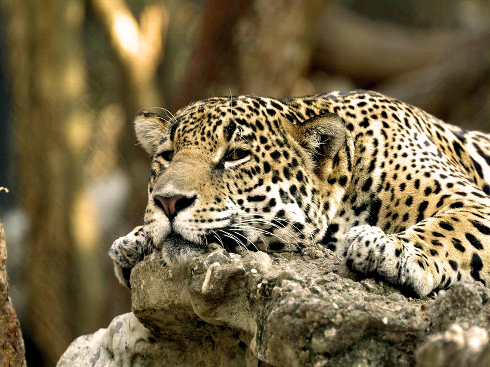 Awesome Leopard Wallpapers - Top Free Awesome Leopard Backgrounds ...