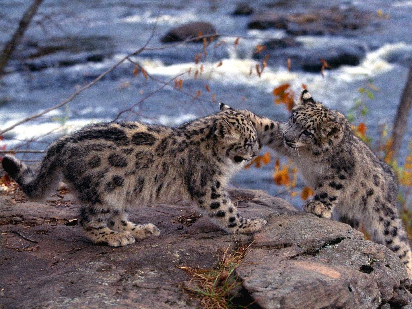 Baby Snow Leopard Wallpapers - Top Free Baby Snow Leopard Backgrounds ...