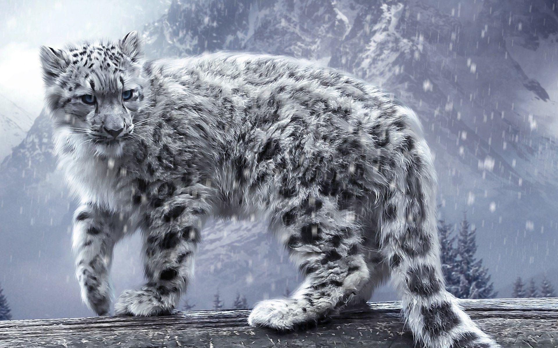 Baby Snow Leopard Wallpapers - Top Free Baby Snow Leopard Backgrounds ...