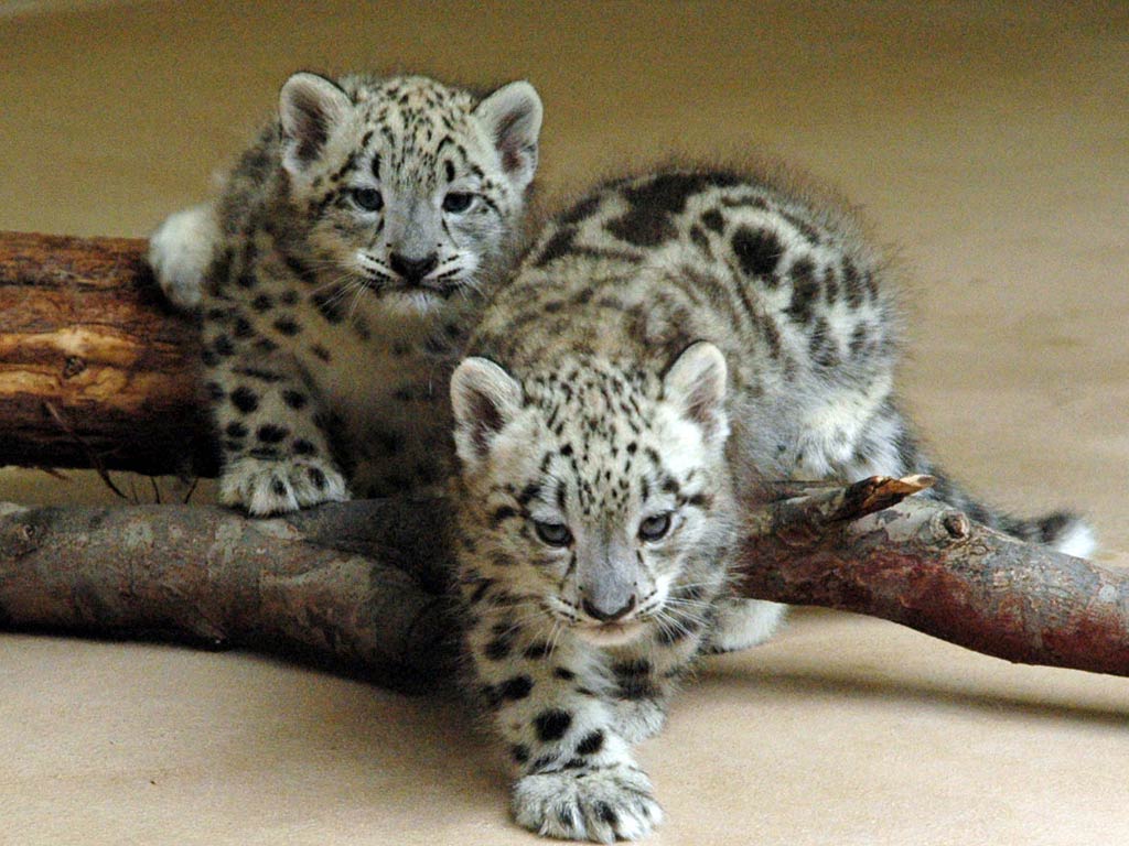 Baby Snow Leopard Wallpapers - Top Free Baby Snow Leopard Backgrounds ...