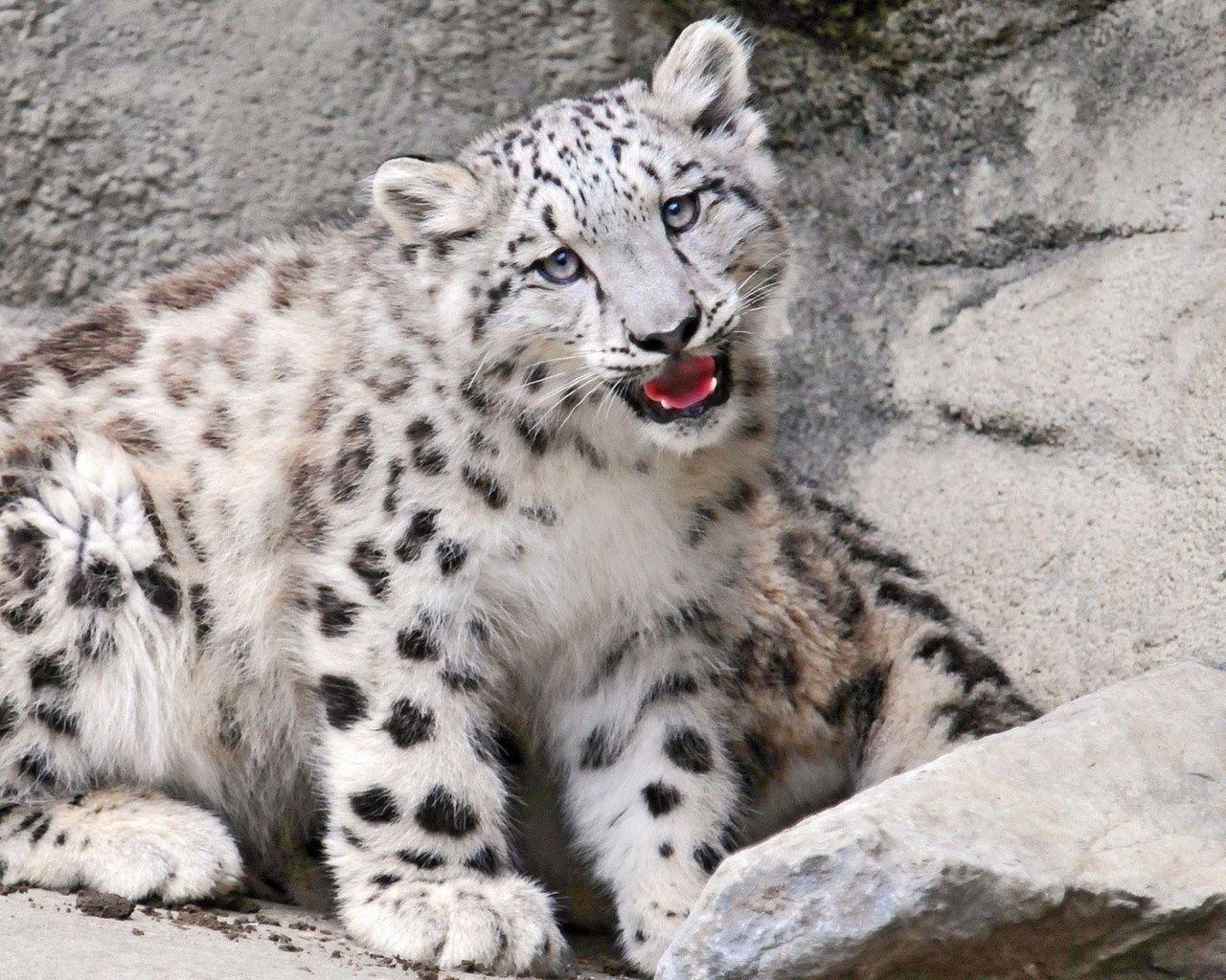 Baby Snow Leopard Wallpapers - Top Free Baby Snow Leopard Backgrounds ...