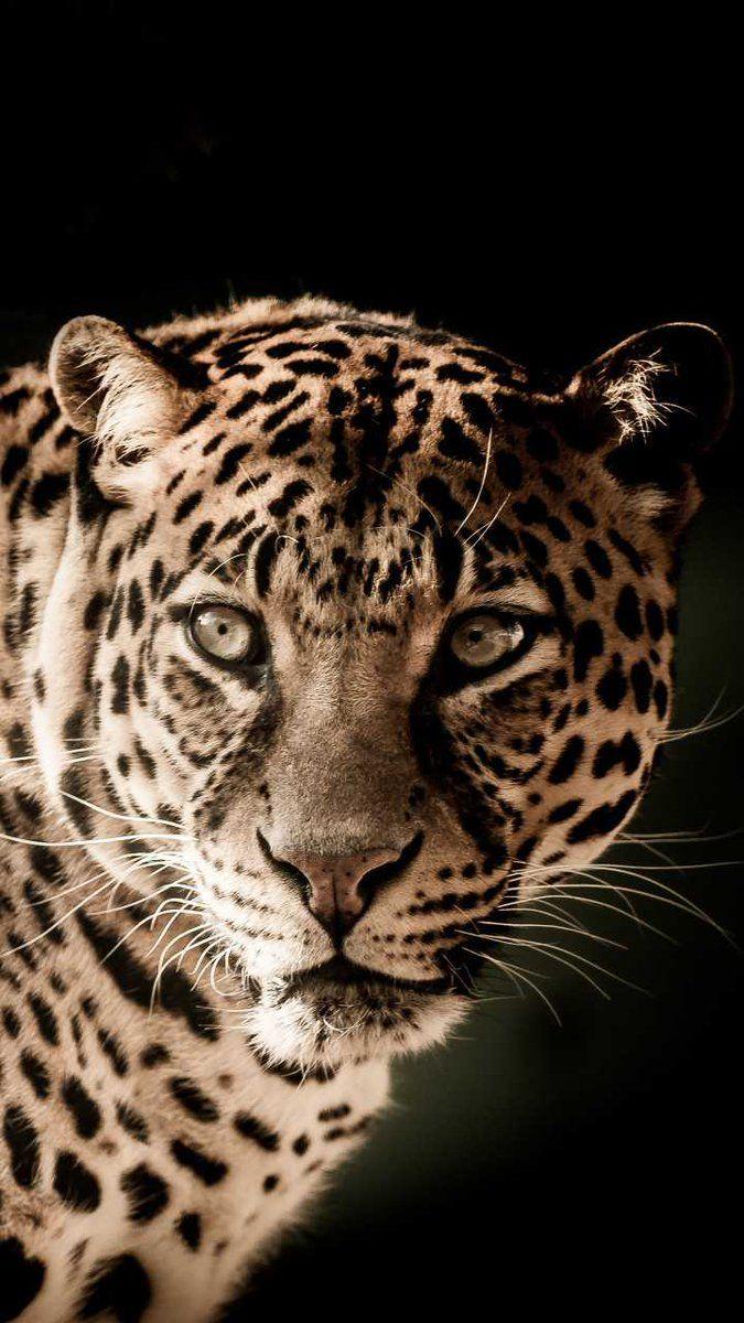 Awesome Leopard Wallpapers - Top Free Awesome Leopard Backgrounds ...