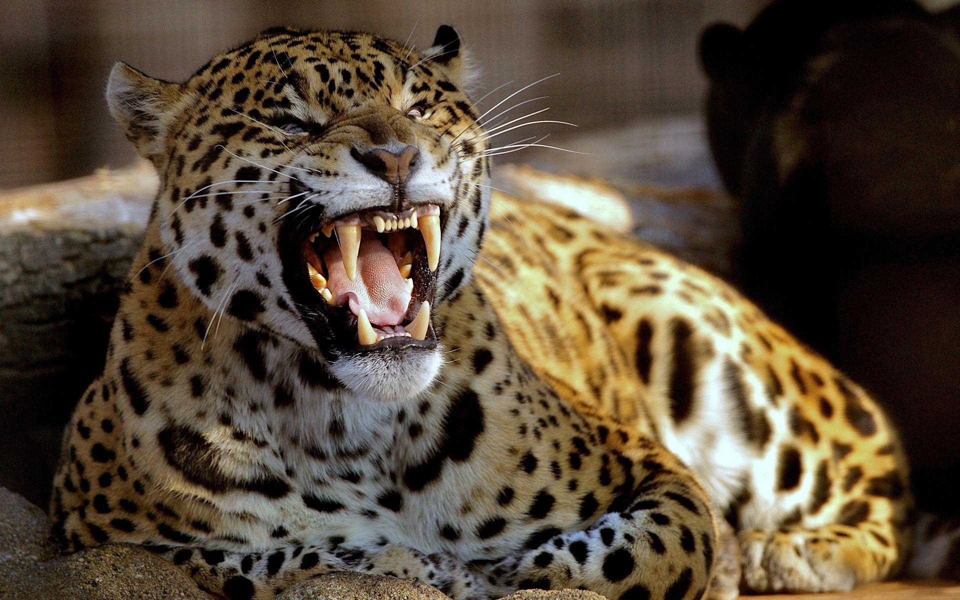 Awesome Leopard Wallpapers - Top Free Awesome Leopard Backgrounds ...