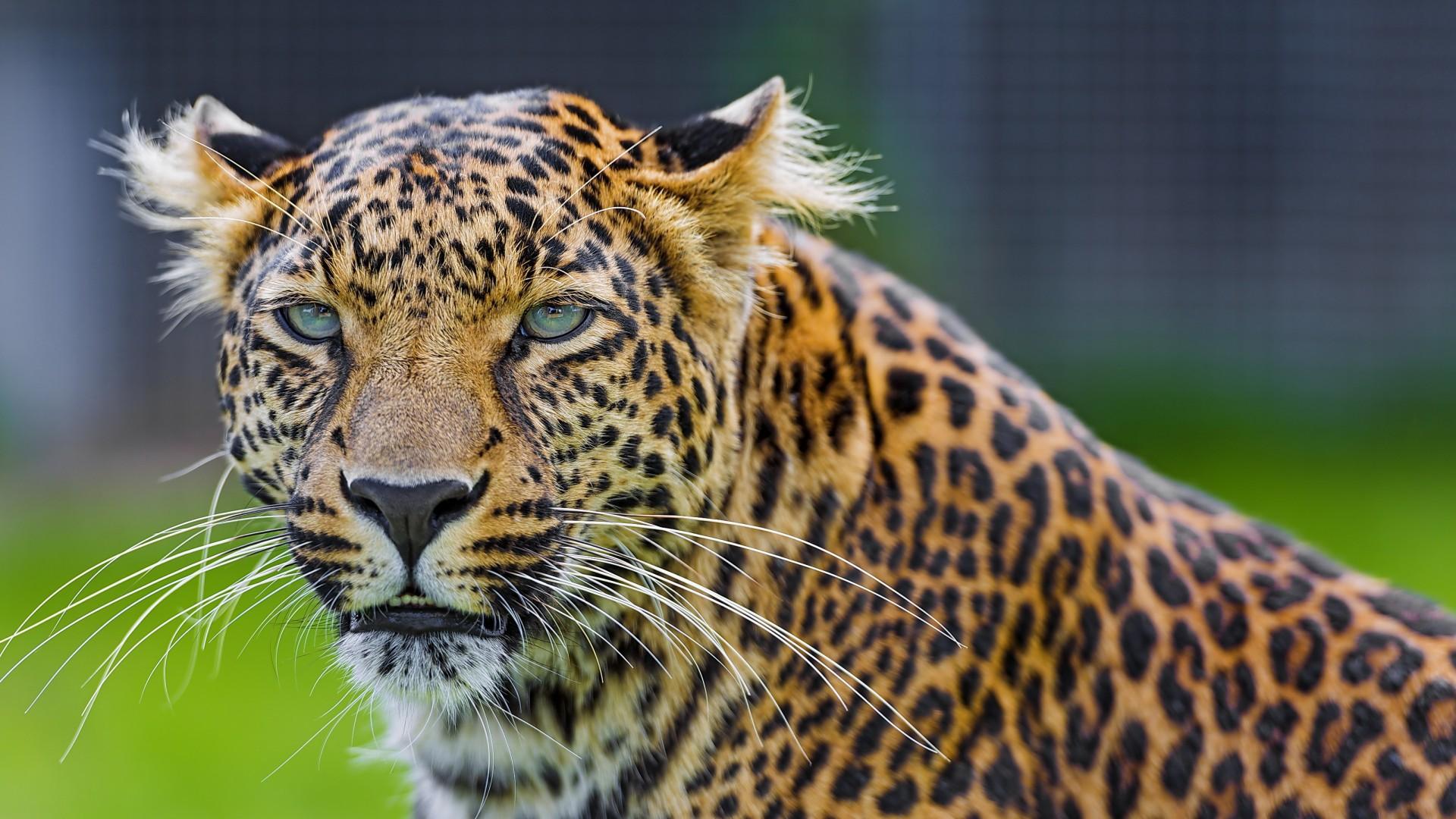 Awesome Leopard Wallpapers - Top Free Awesome Leopard Backgrounds ...