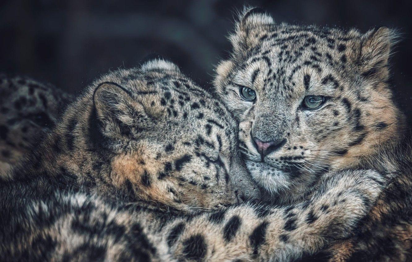 Snow Leopard Cubs Wallpapers - Top Free Snow Leopard Cubs Backgrounds ...