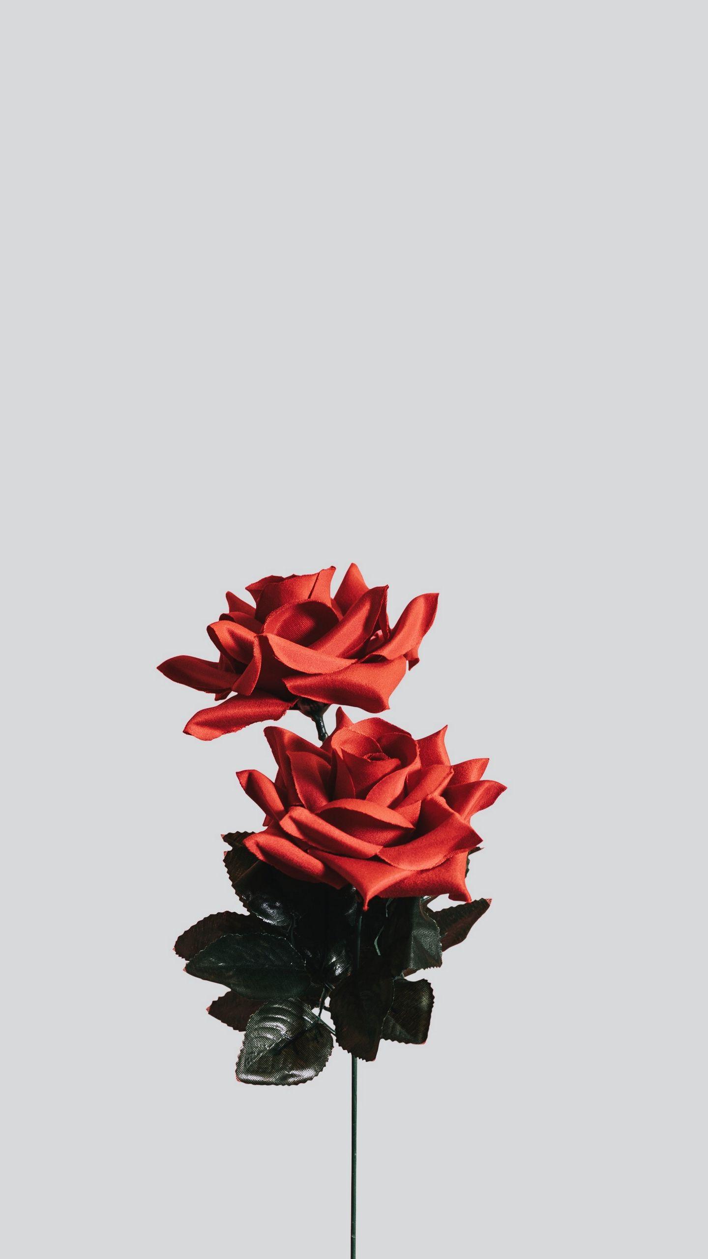 Minimalist Flower Wallpapers - Top Free Minimalist Flower Backgrounds ...