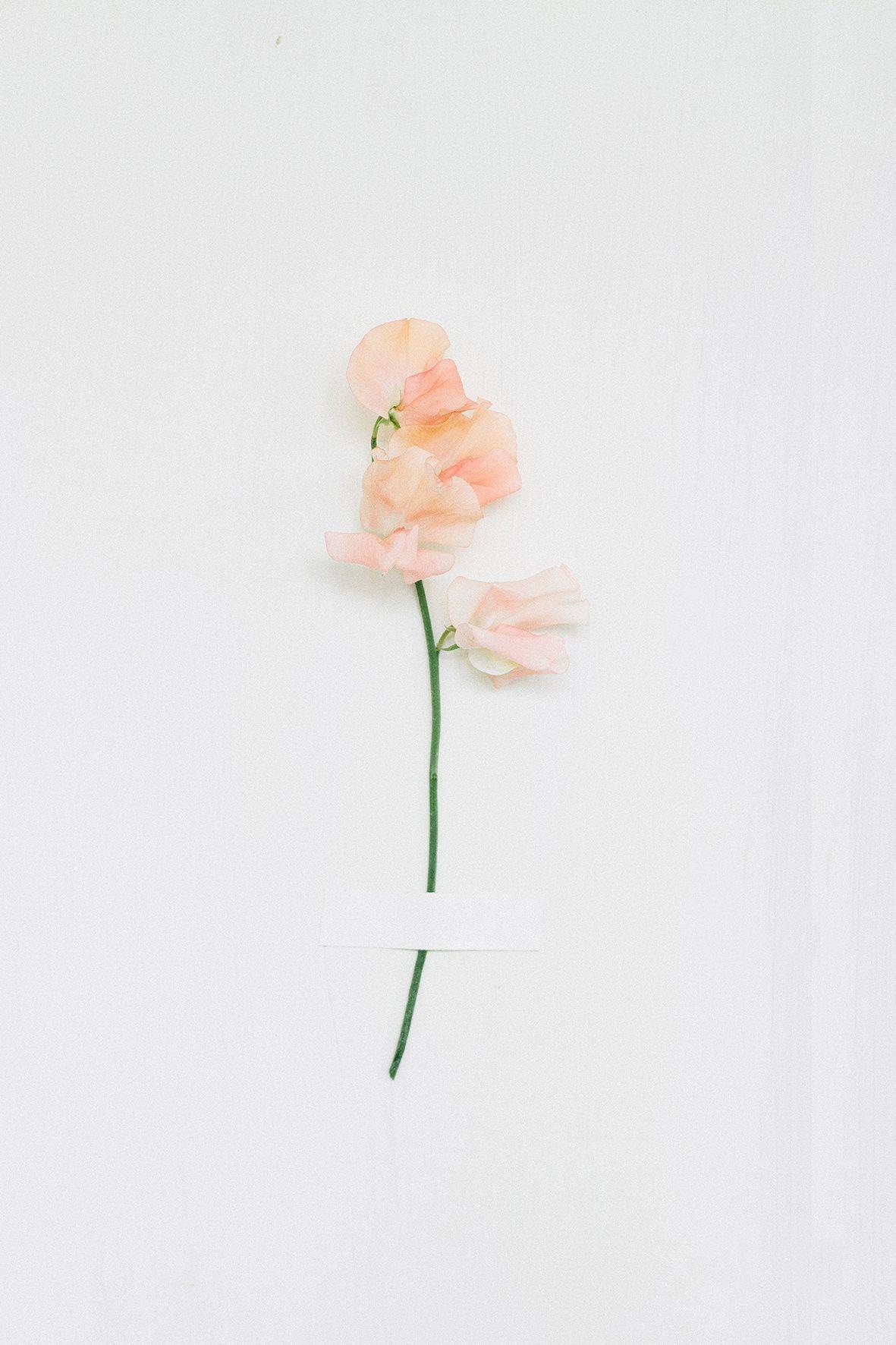 Minimalist Flower Wallpapers - Top Free Minimalist Flower Backgrounds ...
