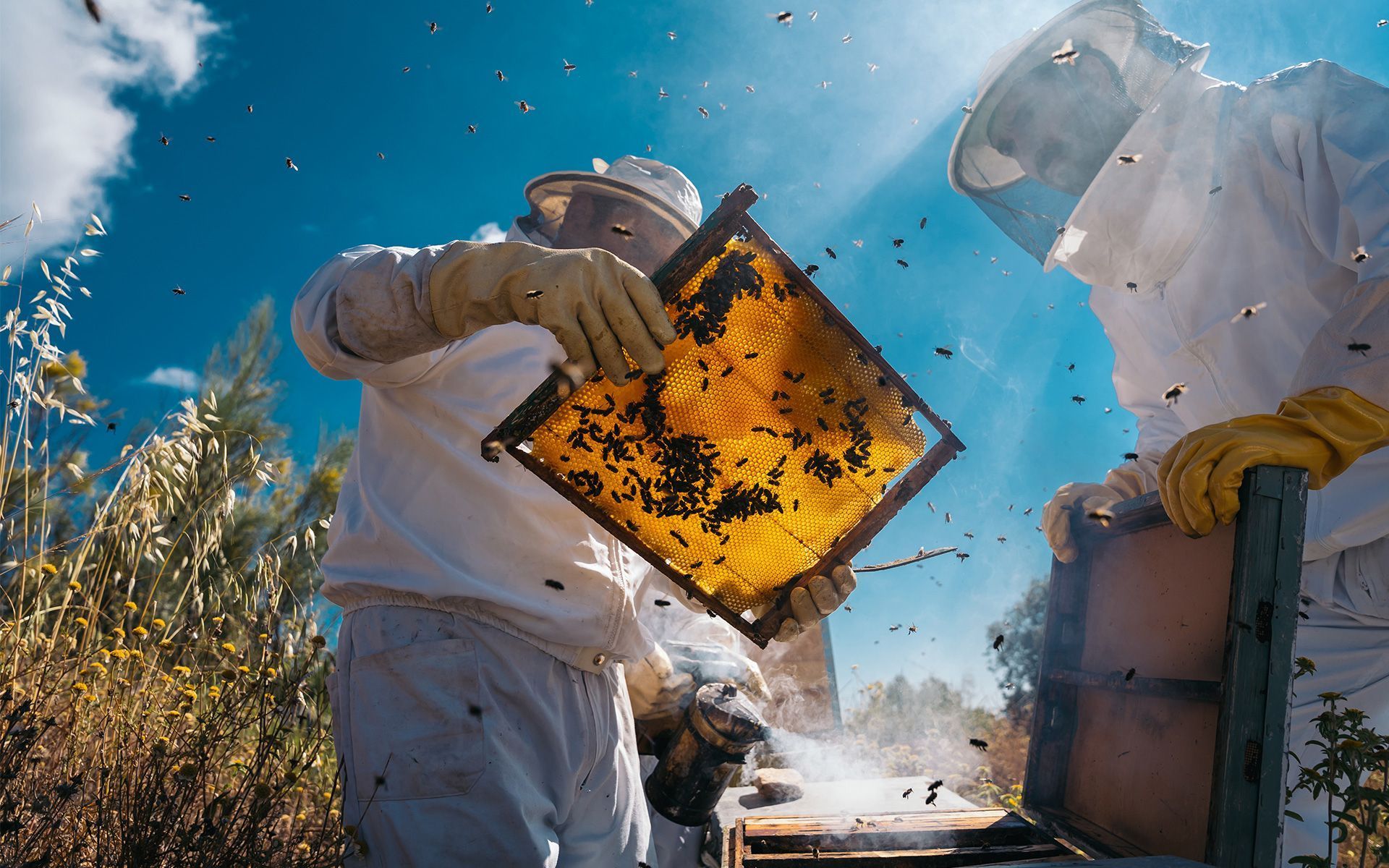 The Beekeeper Wallpapers - Top Free The Beekeeper Backgrounds ...
