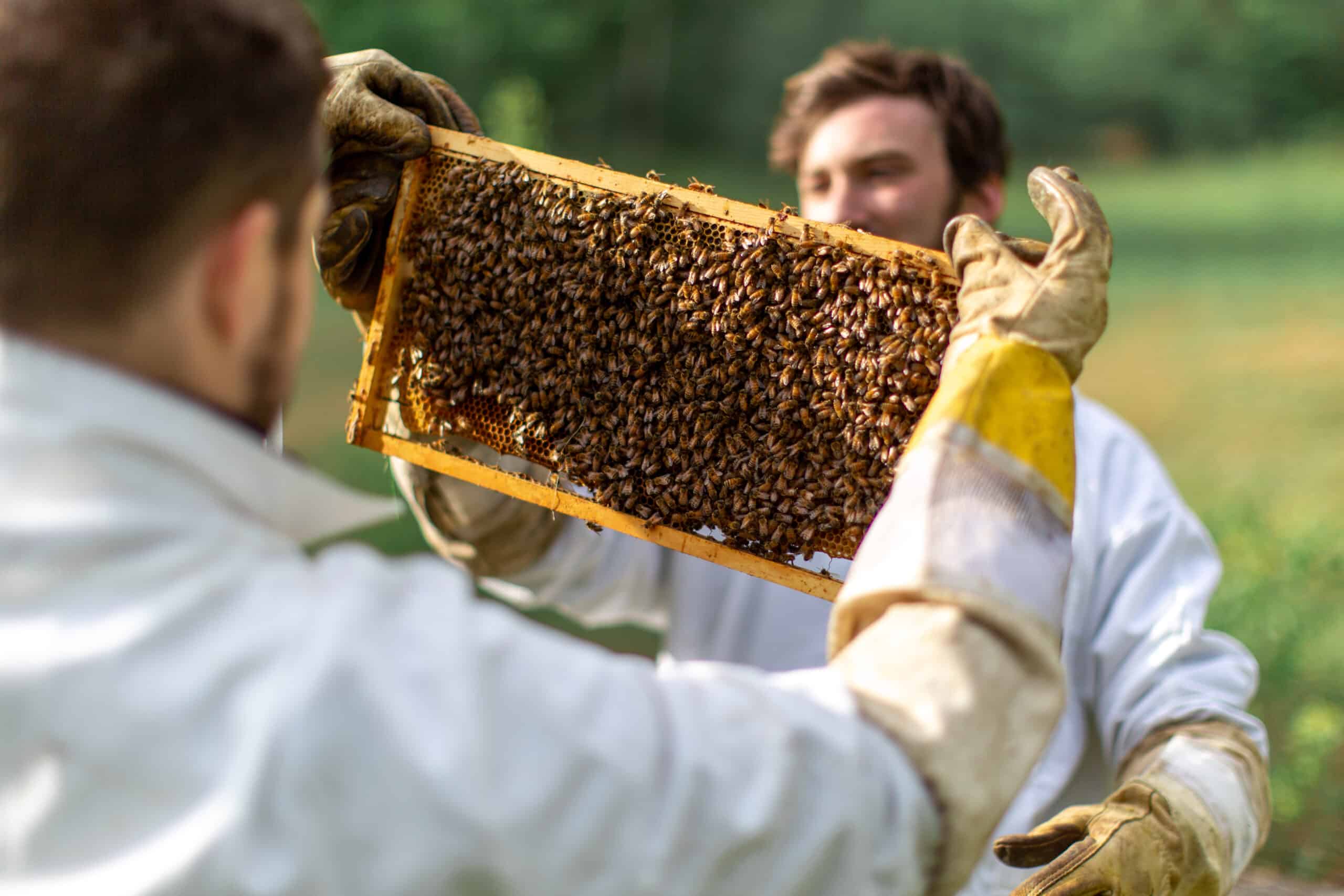 The Beekeeper Wallpapers - Top Free The Beekeeper Backgrounds ...