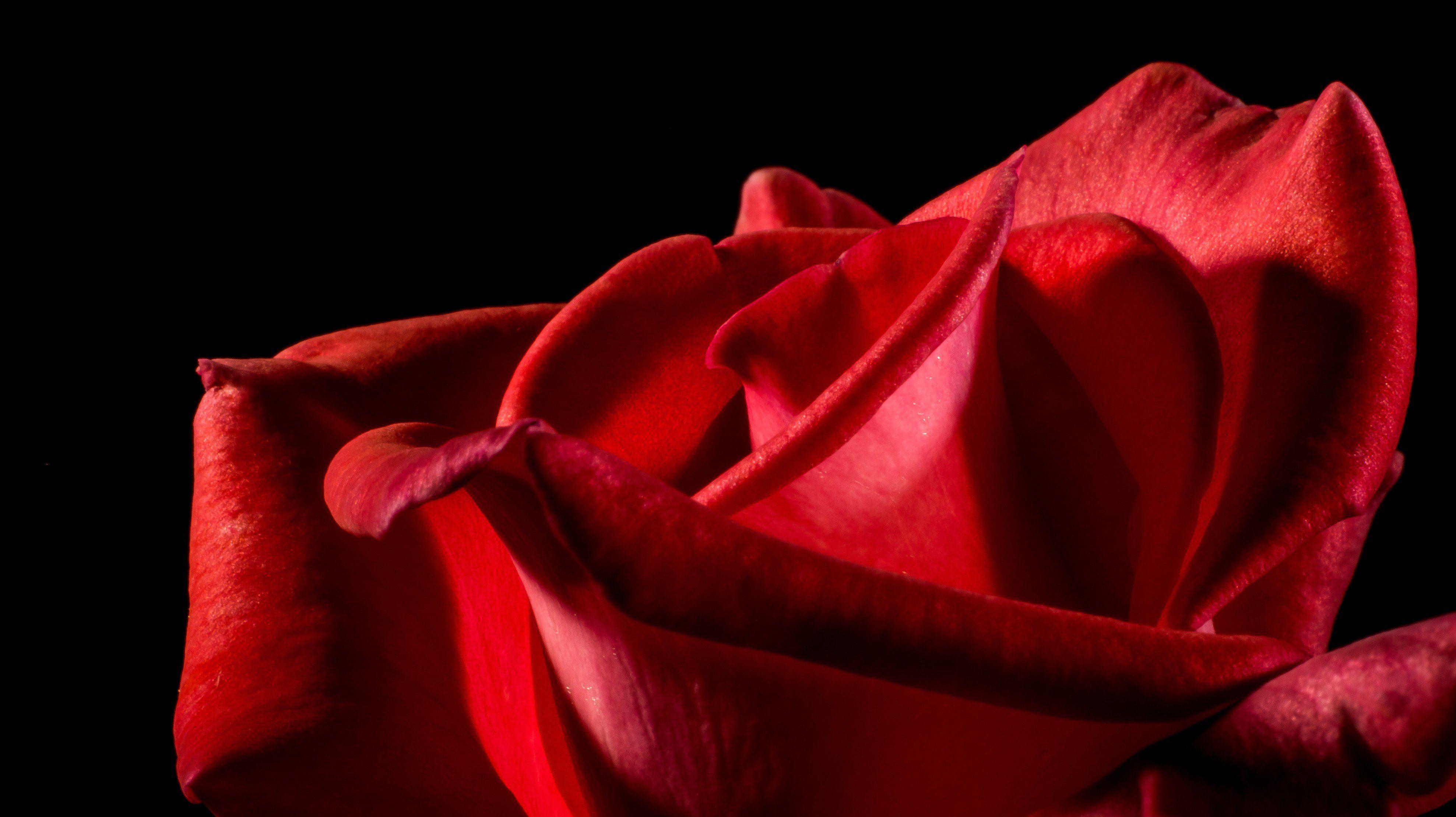 Rose Art Wallpapers - Top Free Rose Art Backgrounds - WallpaperAccess