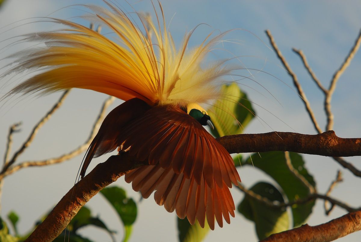 Cendrawasih Wallpapers - Top Free Cendrawasih Backgrounds - WallpaperAccess