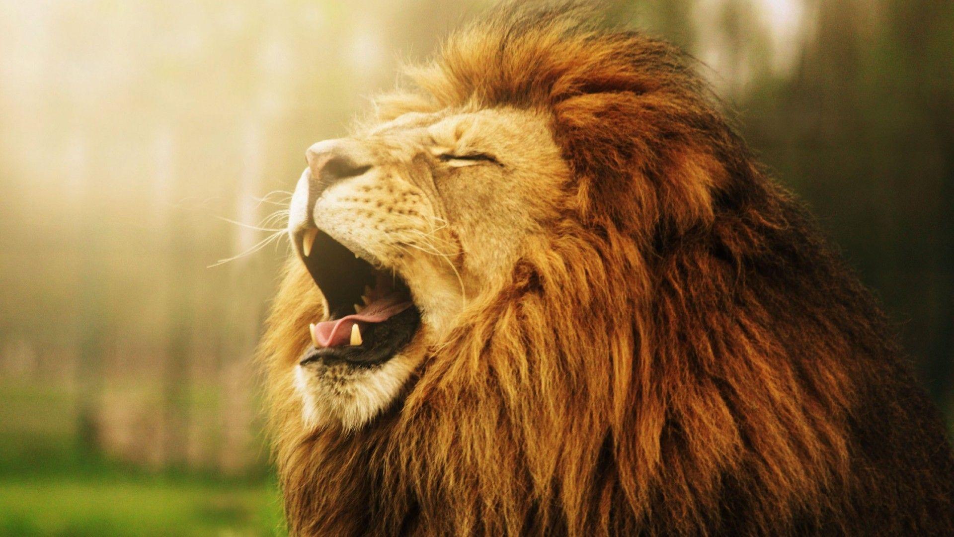 Lion Roaring Wallpapers - Top Free Lion Roaring Backgrounds ...