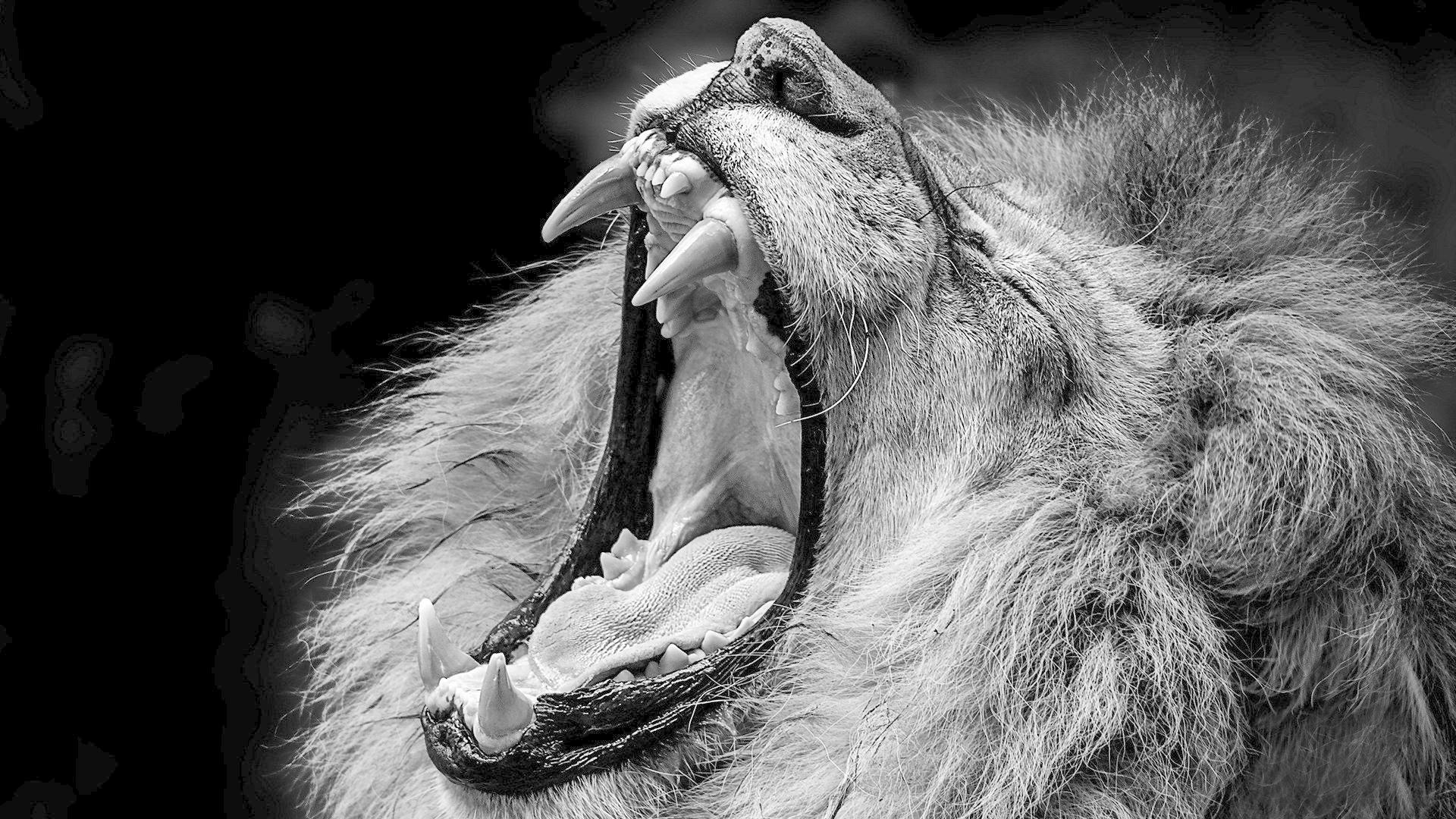 Lion Roaring Wallpapers - Top Free Lion Roaring Backgrounds ...