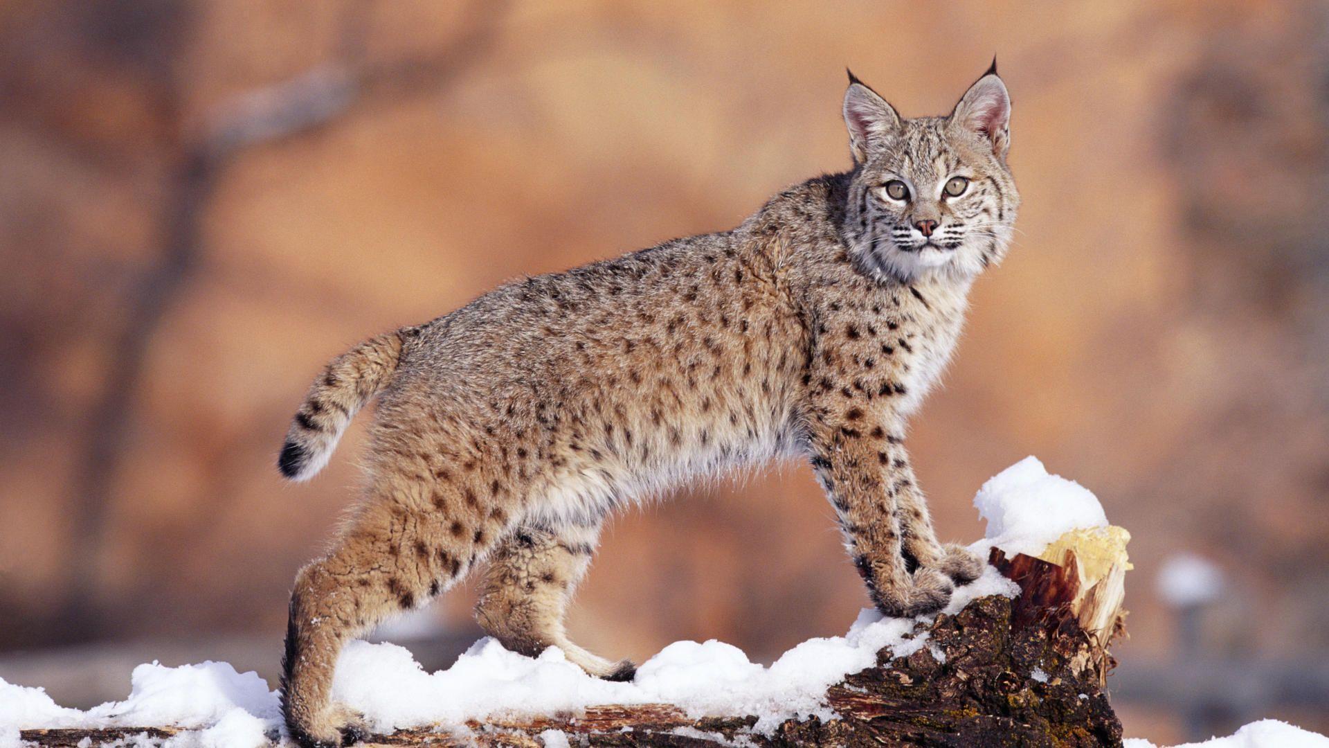Bobcat Wallpapers - Top Free Bobcat Backgrounds - WallpaperAccess