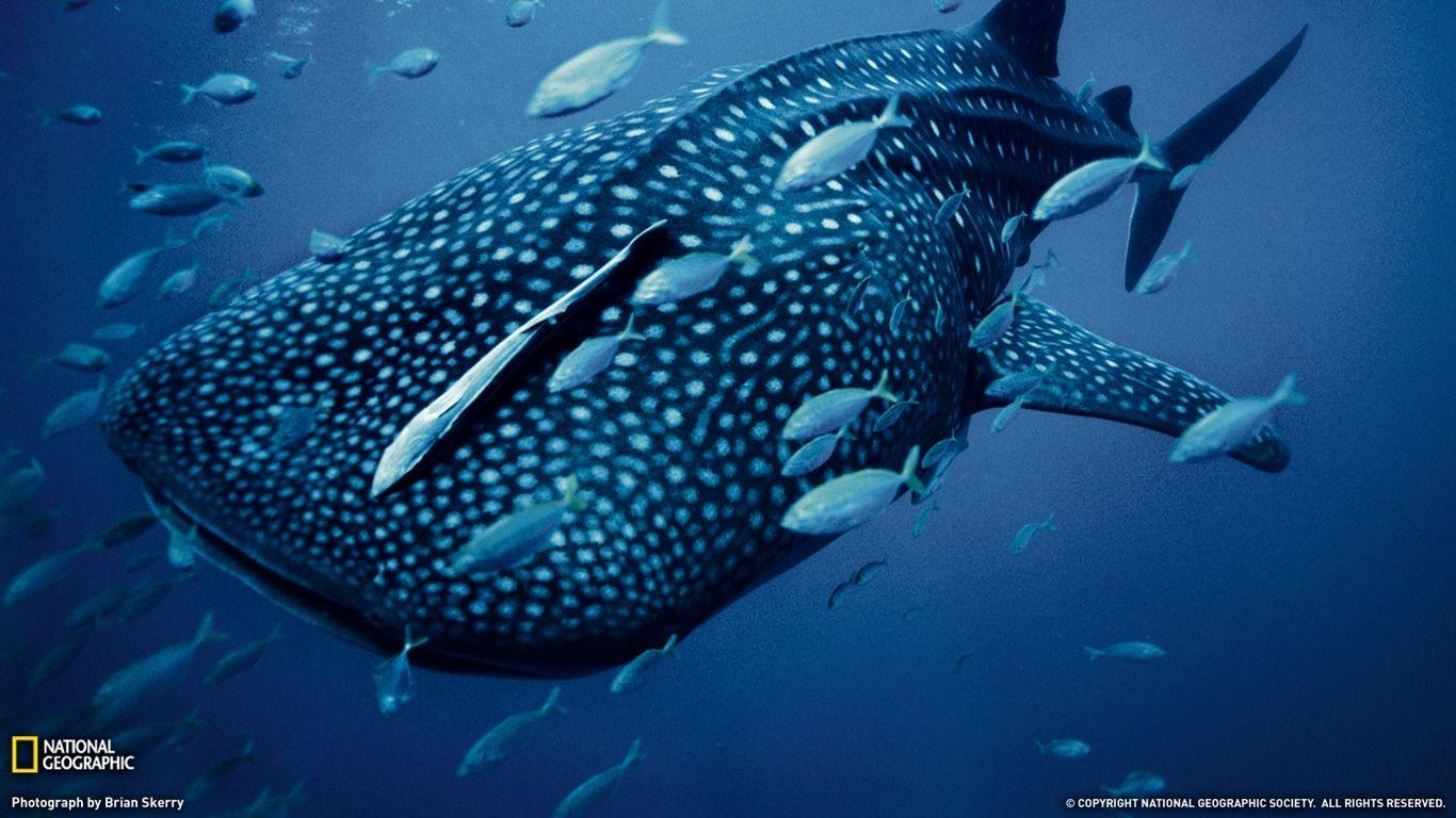 Whale Shark Wallpapers - Top Free Whale Shark Backgrounds - WallpaperAccess