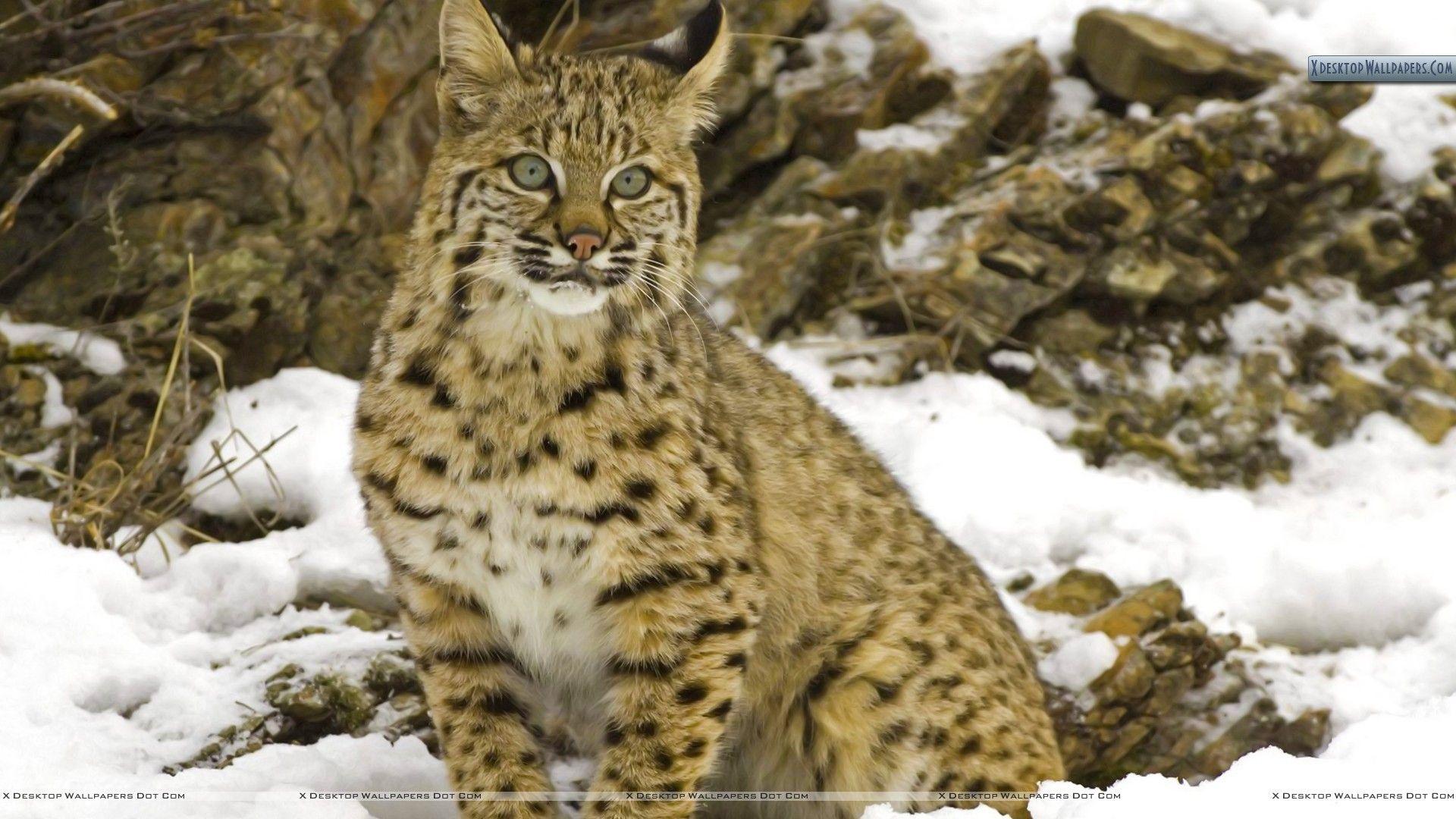 Bobcat Wallpapers - Top Free Bobcat Backgrounds - WallpaperAccess