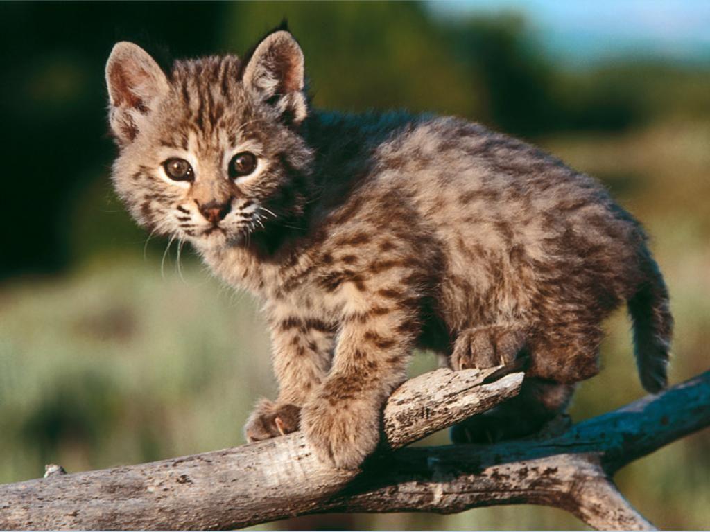Bobcat Wallpapers - Top Free Bobcat Backgrounds - WallpaperAccess