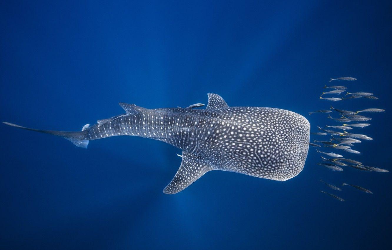 Whale Shark Wallpapers - Top Free Whale Shark Backgrounds - WallpaperAccess