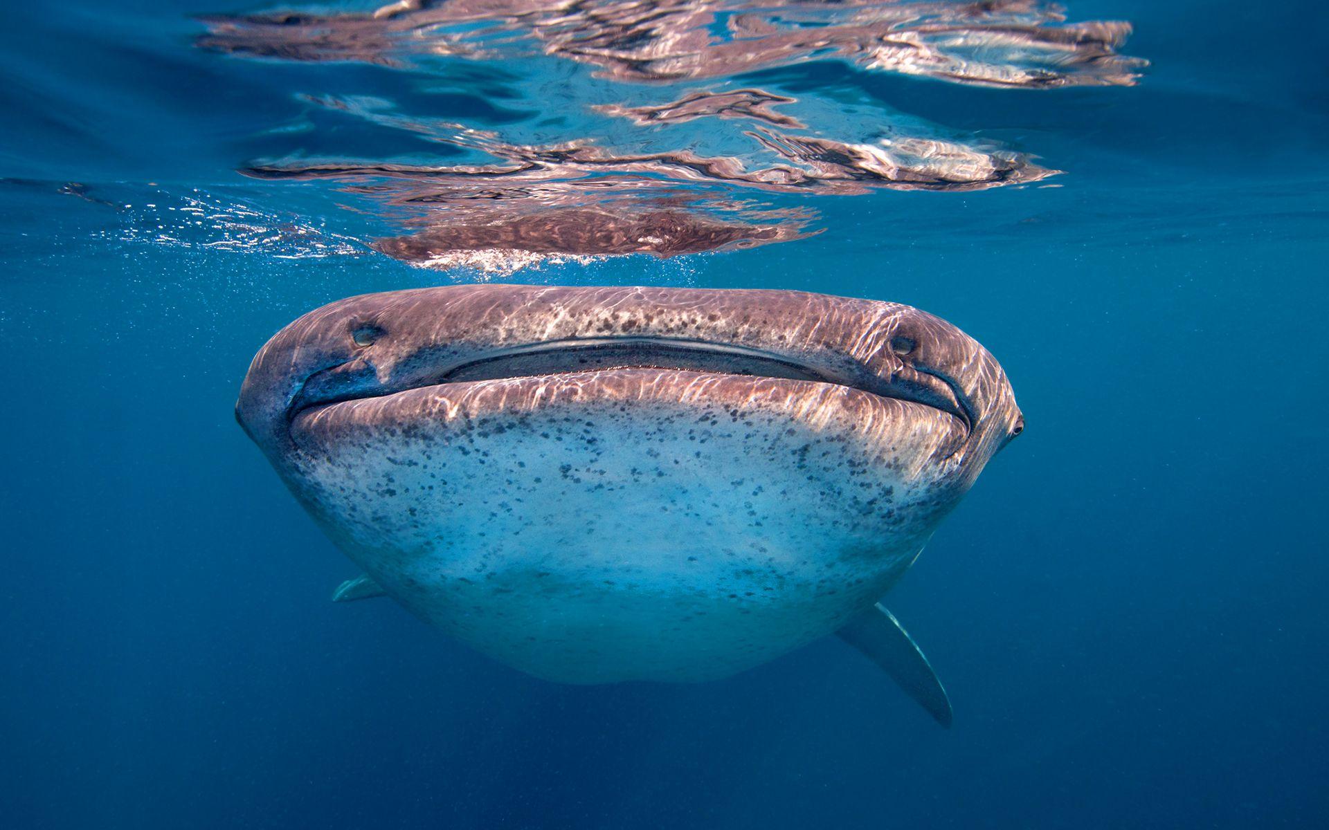 Whale Shark Wallpapers - Top Free Whale Shark Backgrounds - WallpaperAccess