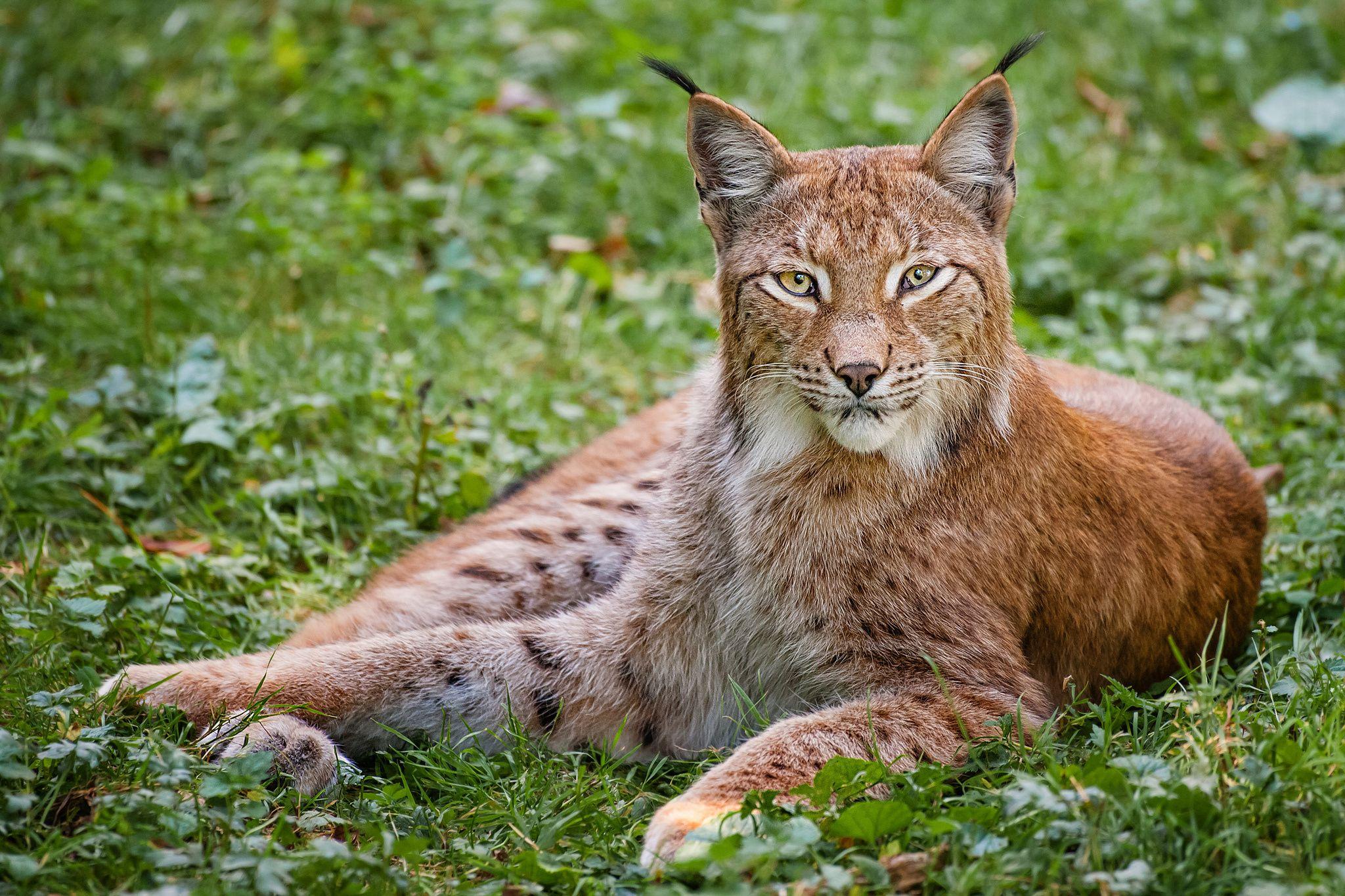 Bobcat Wallpapers - Top Free Bobcat Backgrounds - WallpaperAccess