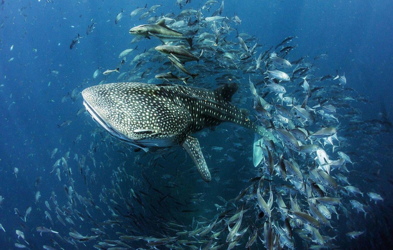 Whale Shark Wallpapers - Top Free Whale Shark Backgrounds - WallpaperAccess