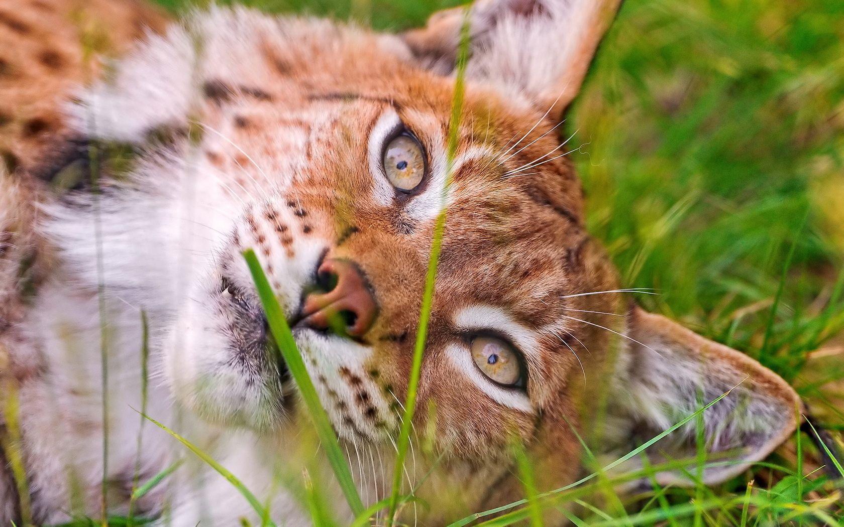 Bobcat Wallpapers - Top Free Bobcat Backgrounds - WallpaperAccess