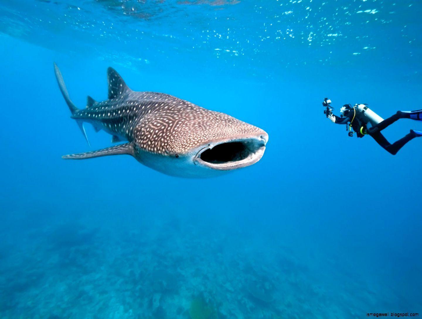 Whale Shark Wallpapers - Top Free Whale Shark Backgrounds - WallpaperAccess
