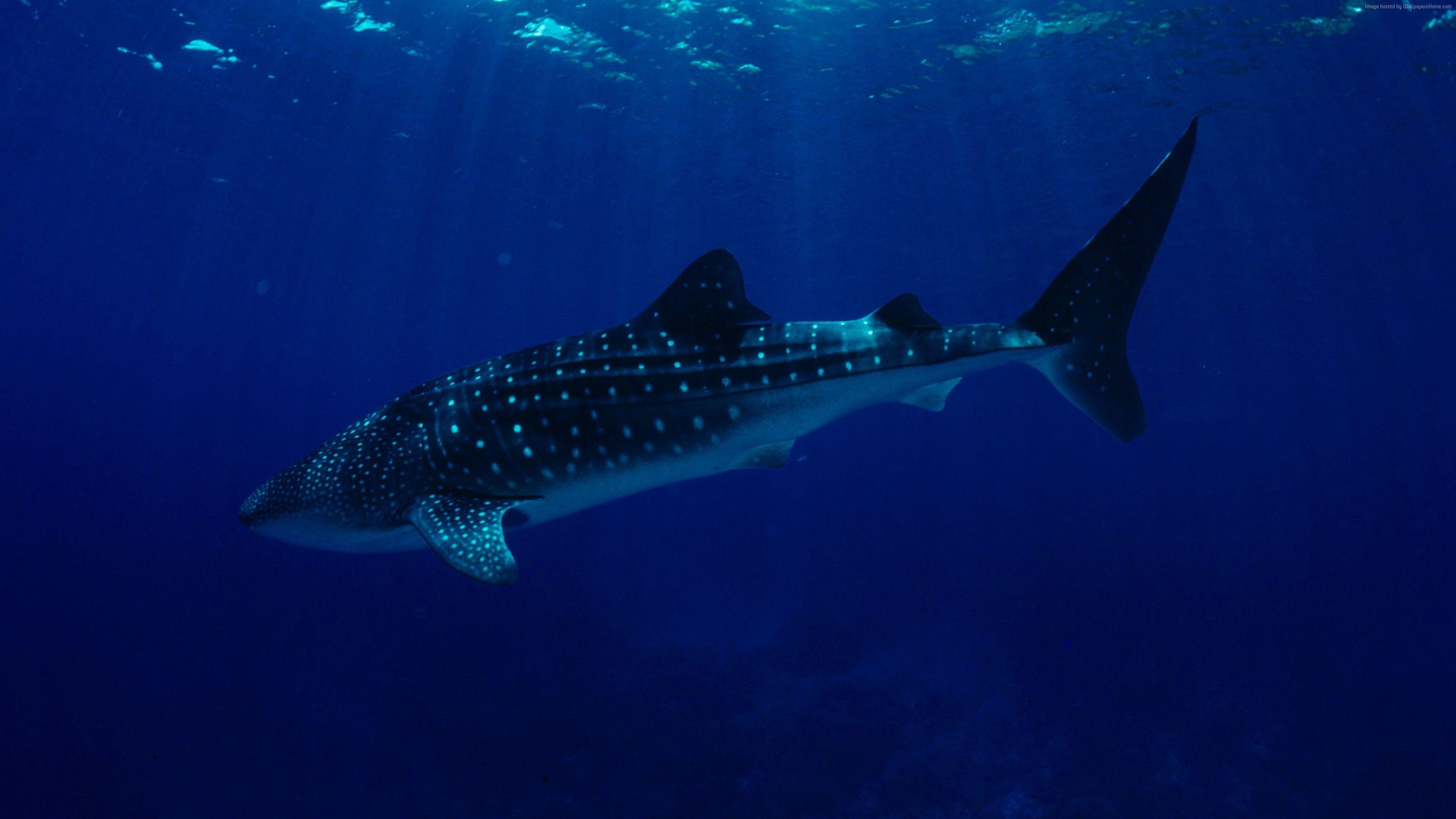 Whale Shark Wallpapers - Top Free Whale Shark Backgrounds - WallpaperAccess