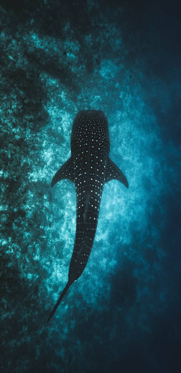 Whale Shark Wallpapers - Top Free Whale Shark Backgrounds - WallpaperAccess